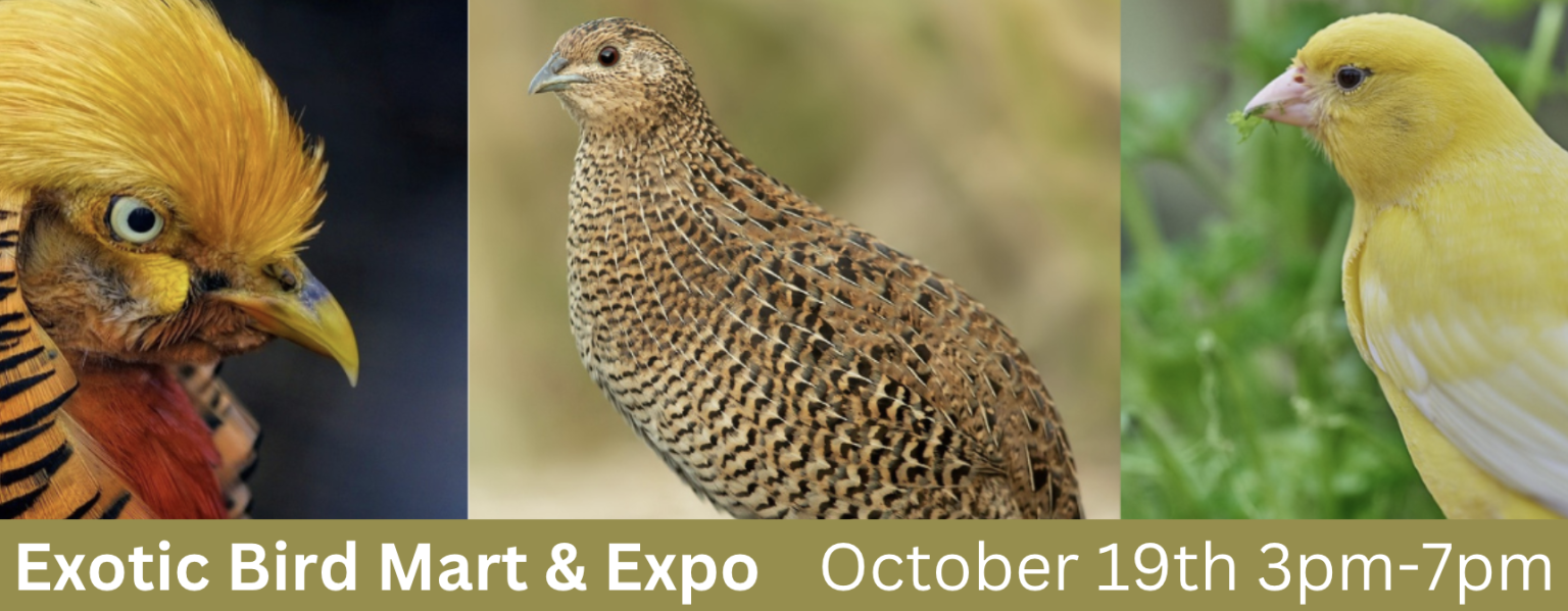 Exotic Bird Mart and Expo - Ventura County Fairgrounds